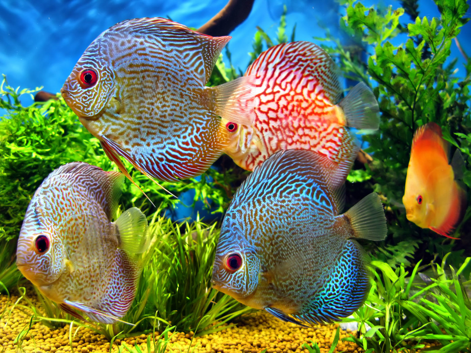 Aquarium & Ponds - United-Tech, Inc.